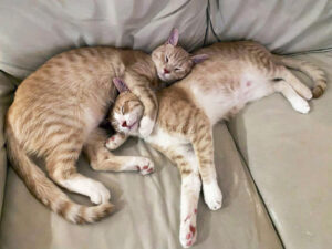 Adopt - Rescue Kitties of Hawaii