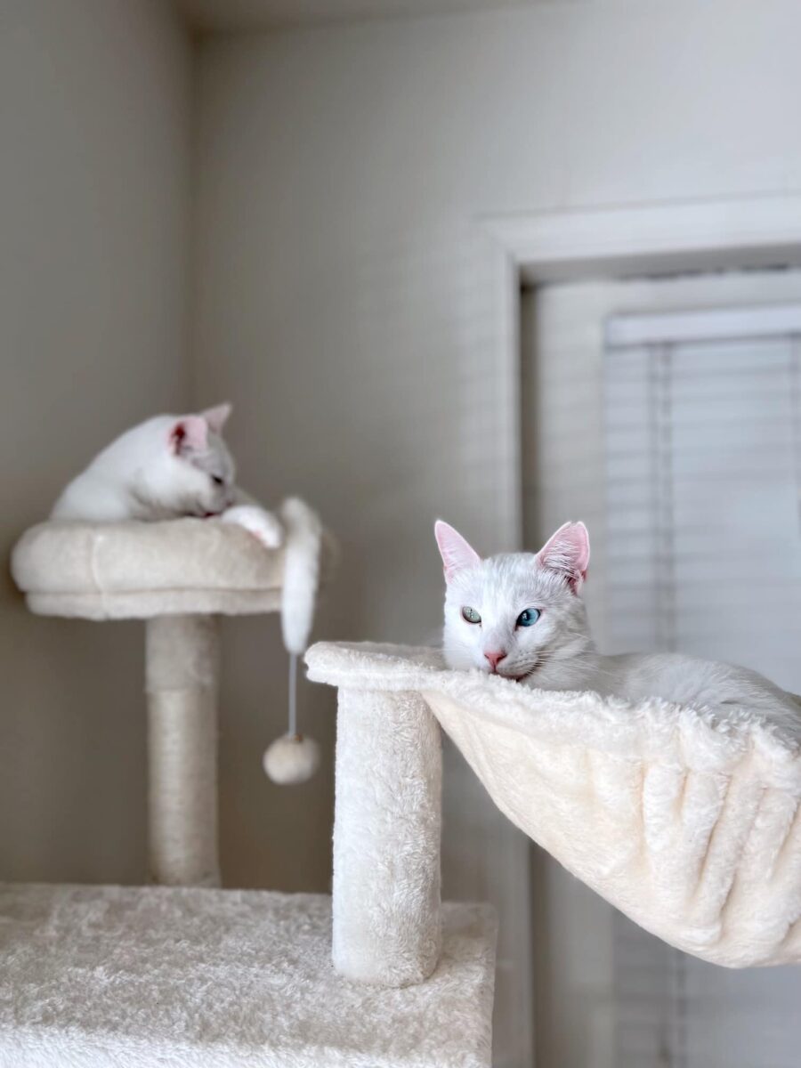Adopt - Rescue Kitties of Hawaii