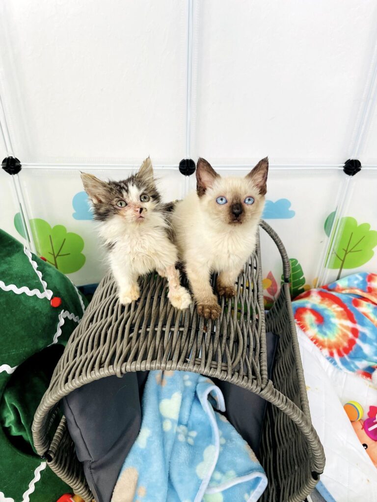 Adopt - Rescue Kitties of Hawaii