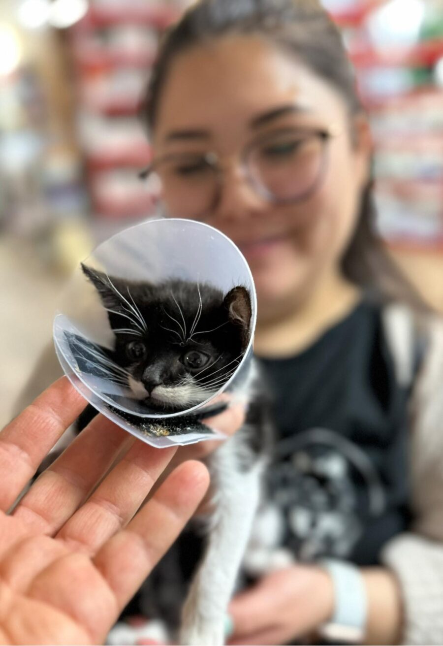 Adopt - Rescue Kitties of Hawaii