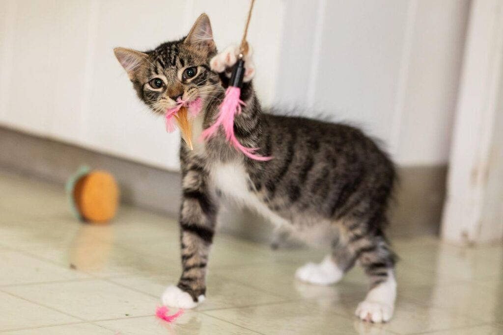 Adopt - Rescue Kitties of Hawaii
