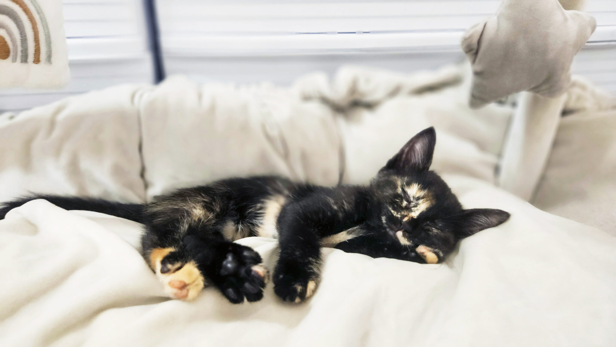 Adopt - Rescue Kitties of Hawaii
