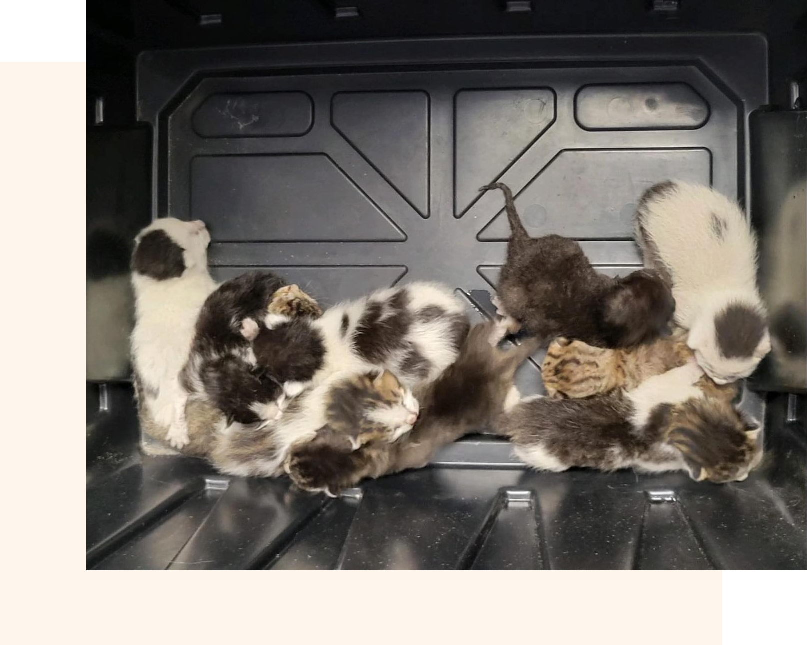 In the Media - Rescue Kitties of Hawaii
