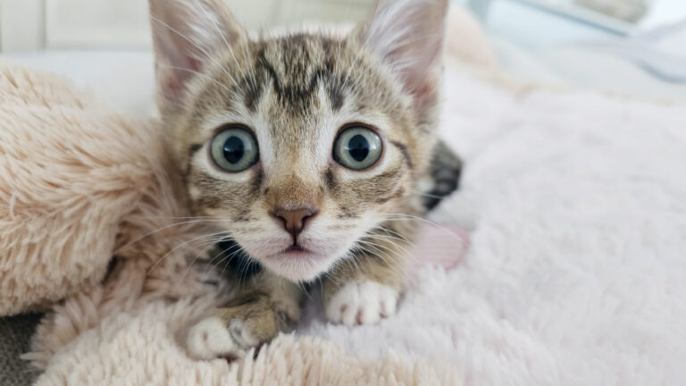 Adopt - Rescue Kitties of Hawaii