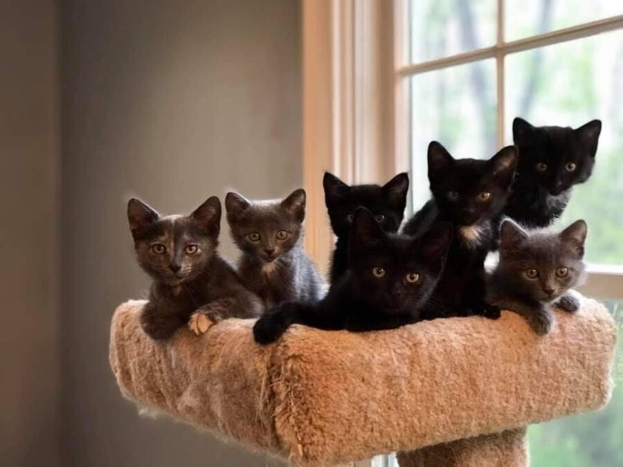 Adopt - Rescue Kitties of Hawaii